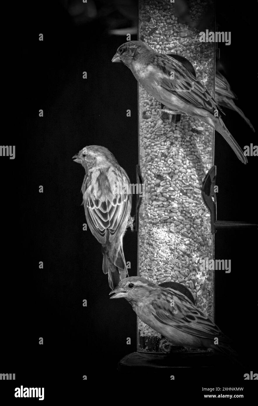 Feeder wildlife Black and White Stock Photos & Images - Alamy