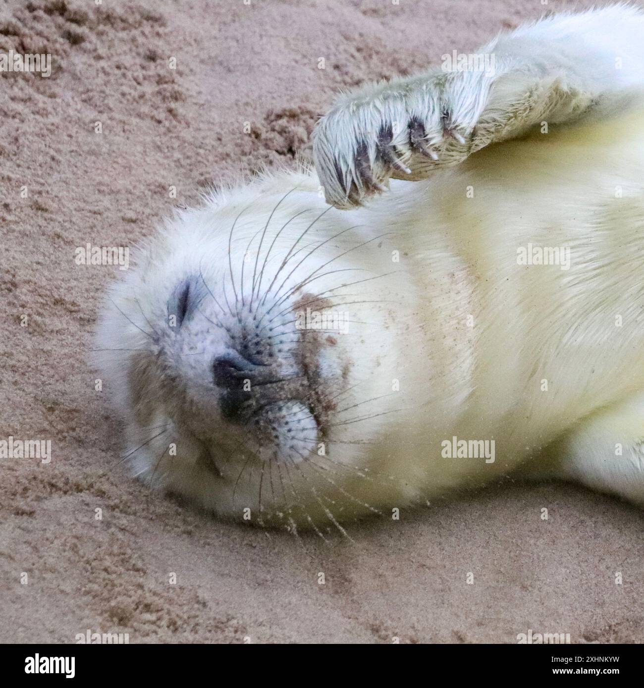 Gorgeous seal hi-res stock photography and images - Alamy