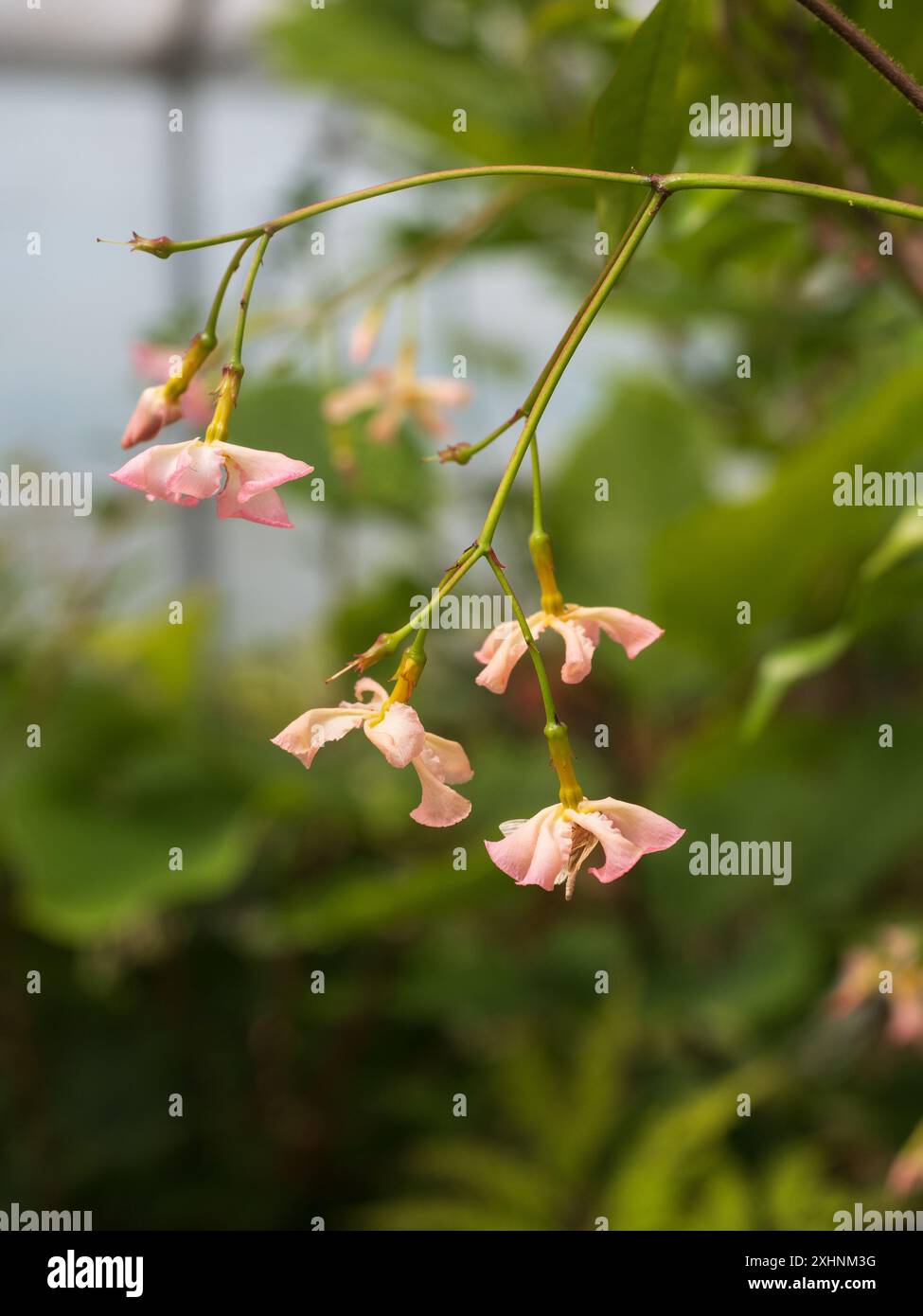 Pink summer flowers of the twining evergreen Chinese jasmine ...