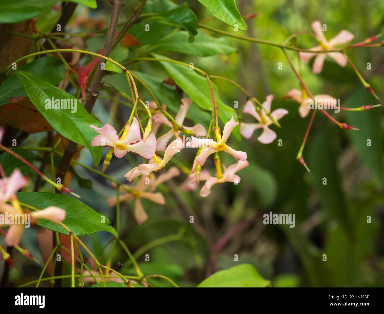 Pink summer flowers of the twining evergreen Chinese jasmine ...