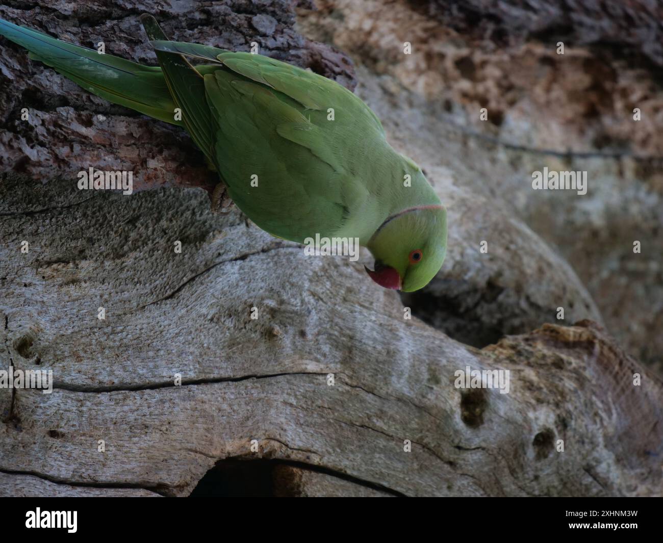 Parakeet at Nesting Hole Stock Photo - Alamy