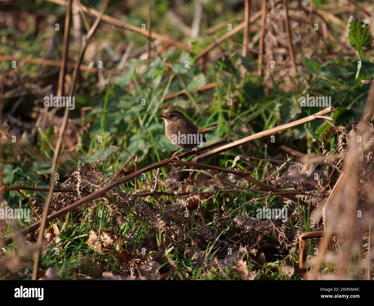 Wren flying hi-res stock photography and images - Alamy