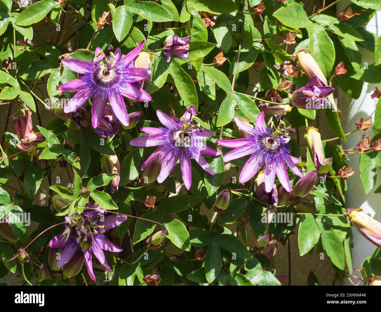 Intricate summer to autumn flowers of the half hardy tendril climber ...