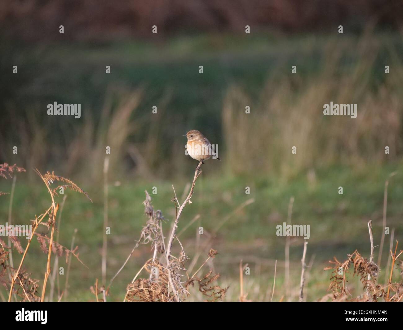 Wren flying hi-res stock photography and images - Alamy