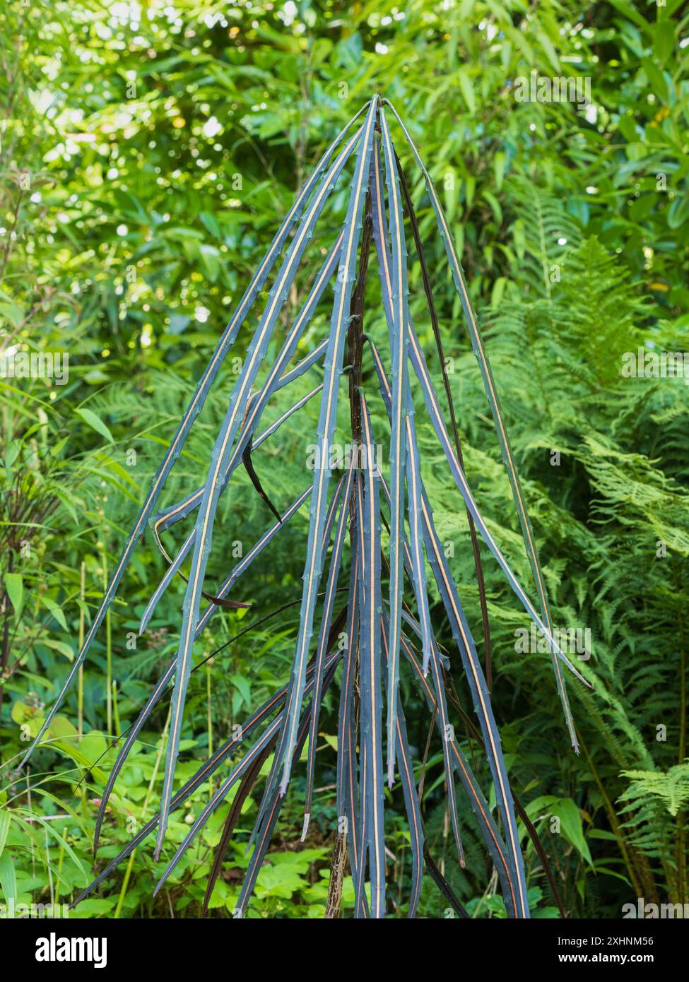 Elongatded juvenile leaves with a central yellow vein of the New ...