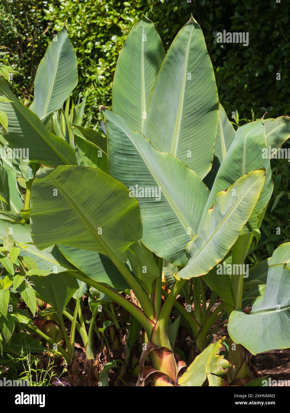 Broad leaves of the dwarf, half hardy banana, Musella lasiocarpa, in an ...