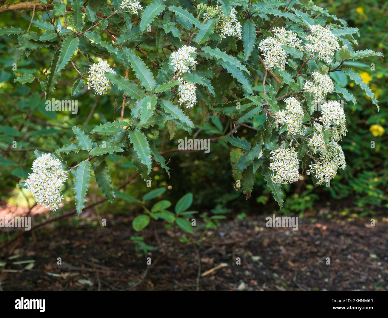 Panicles of white flowers of the large evergreen shrub, Olearia ...