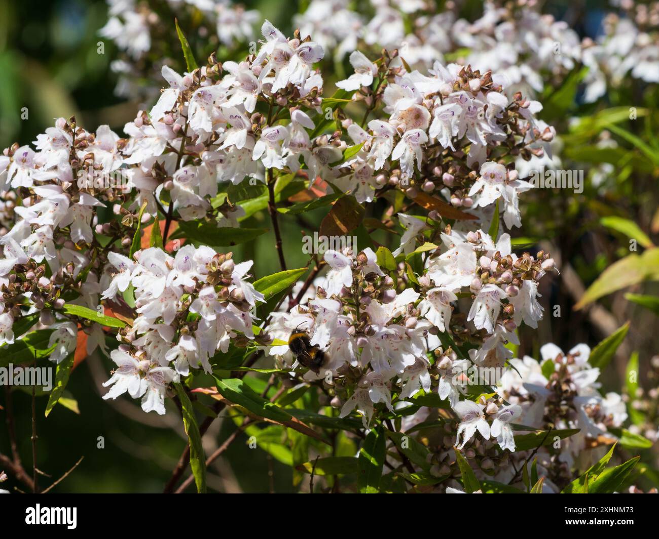 Summer flowers of the Australian Victoria Christmas bush, Prostanthera ...