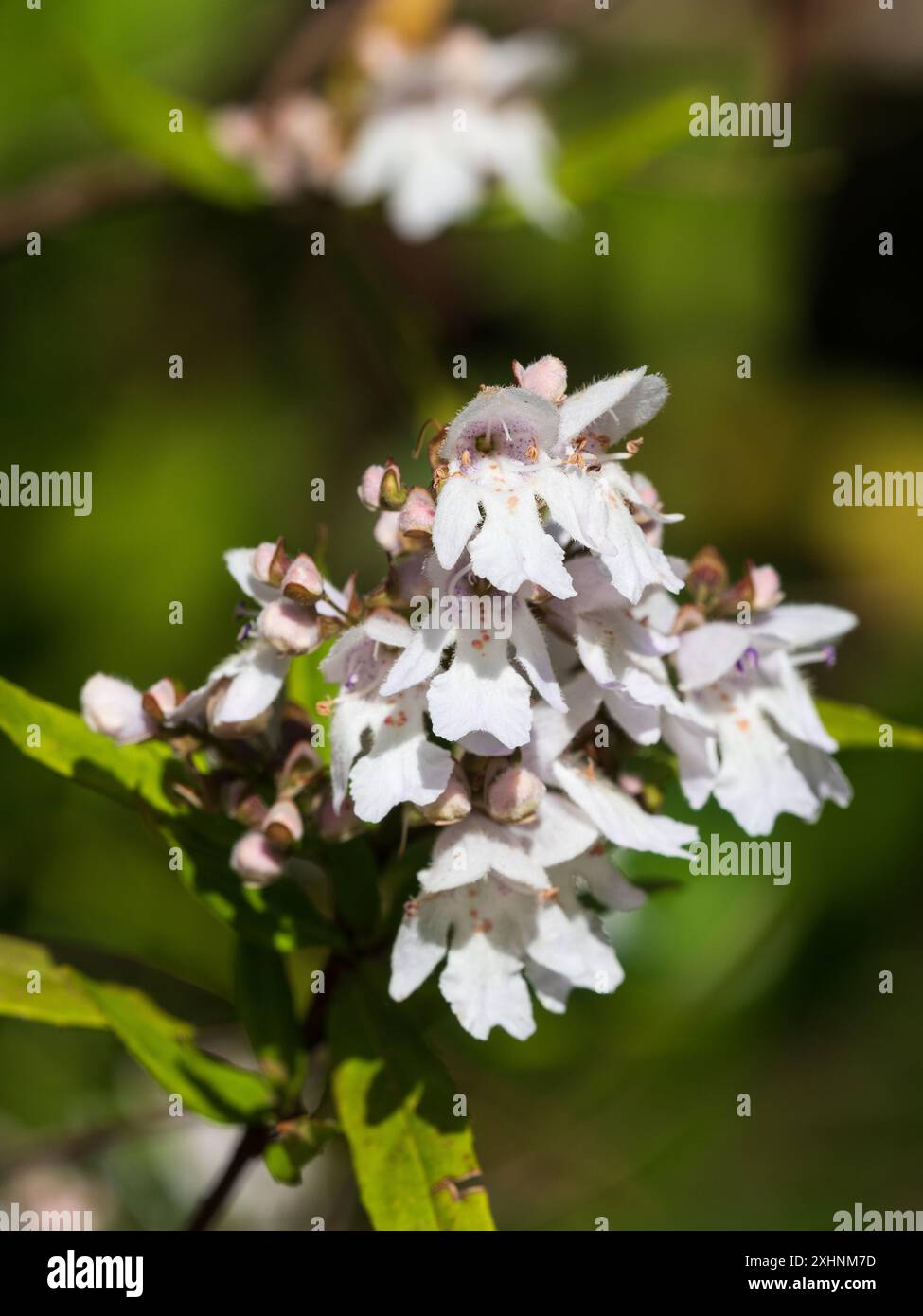 Summer flowers of the Australian Victoria Christmas bush, Prostanthera ...