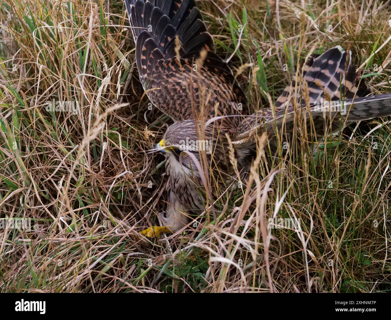 Common Kestrel in Bushy Park, England Stock Photo - Alamy