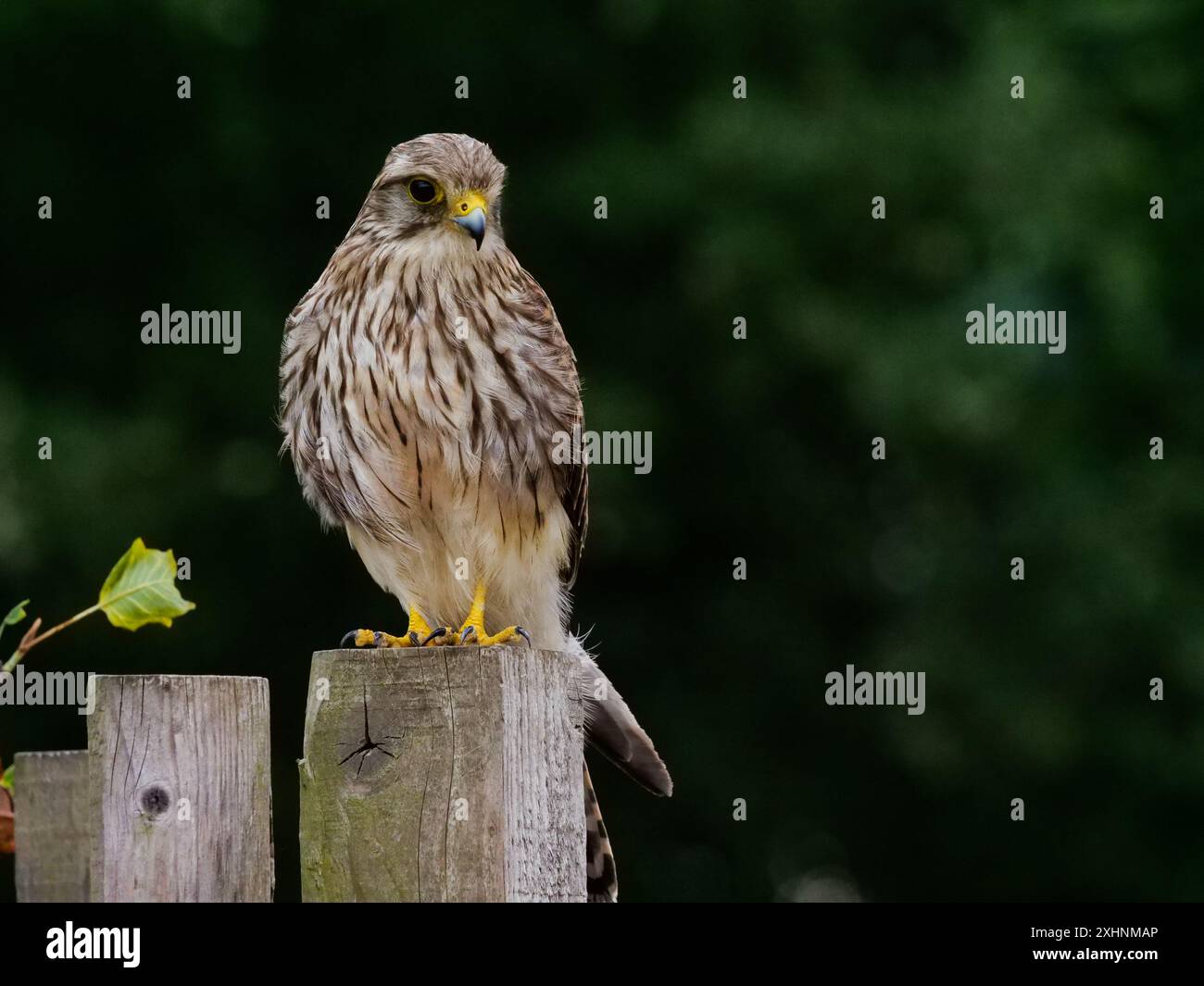 Common Kestrel in Bushy Park, England Stock Photo - Alamy