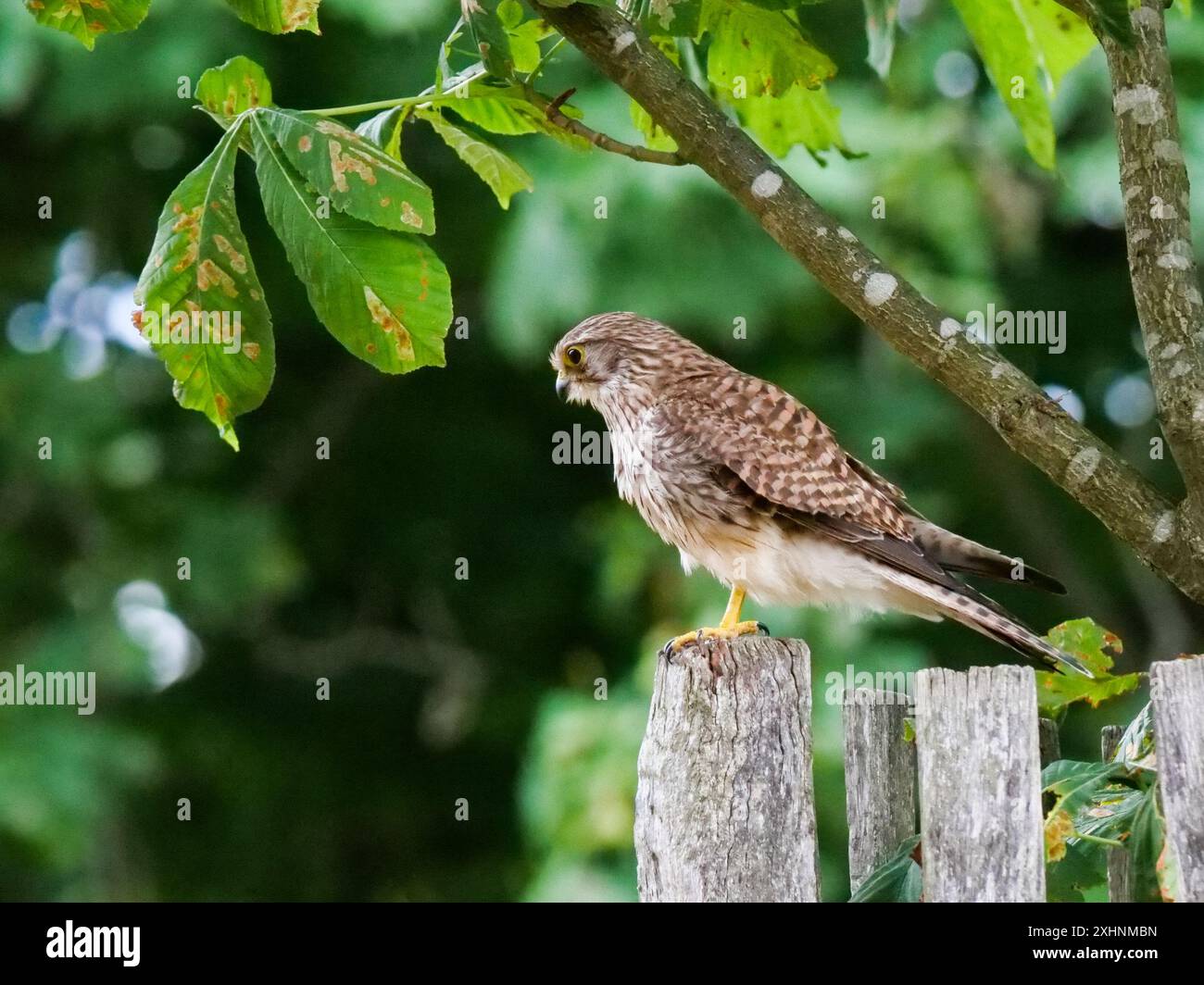 Common Kestrel in Bushy Park, England Stock Photo - Alamy