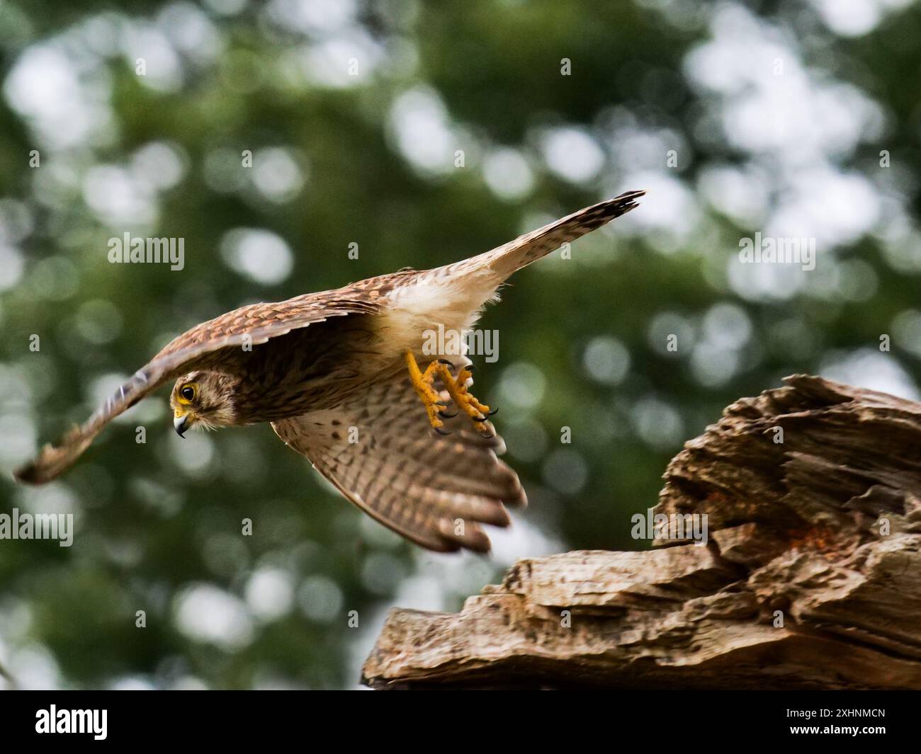 Common Kestrel in Bushy Park, England Stock Photo - Alamy
