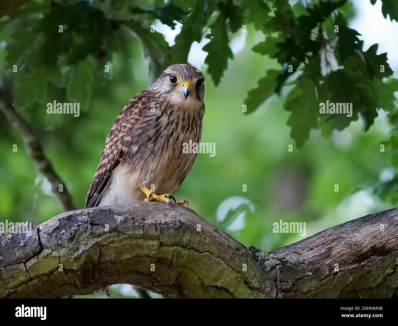 Common Kestrel in Bushy Park, England Stock Photo - Alamy