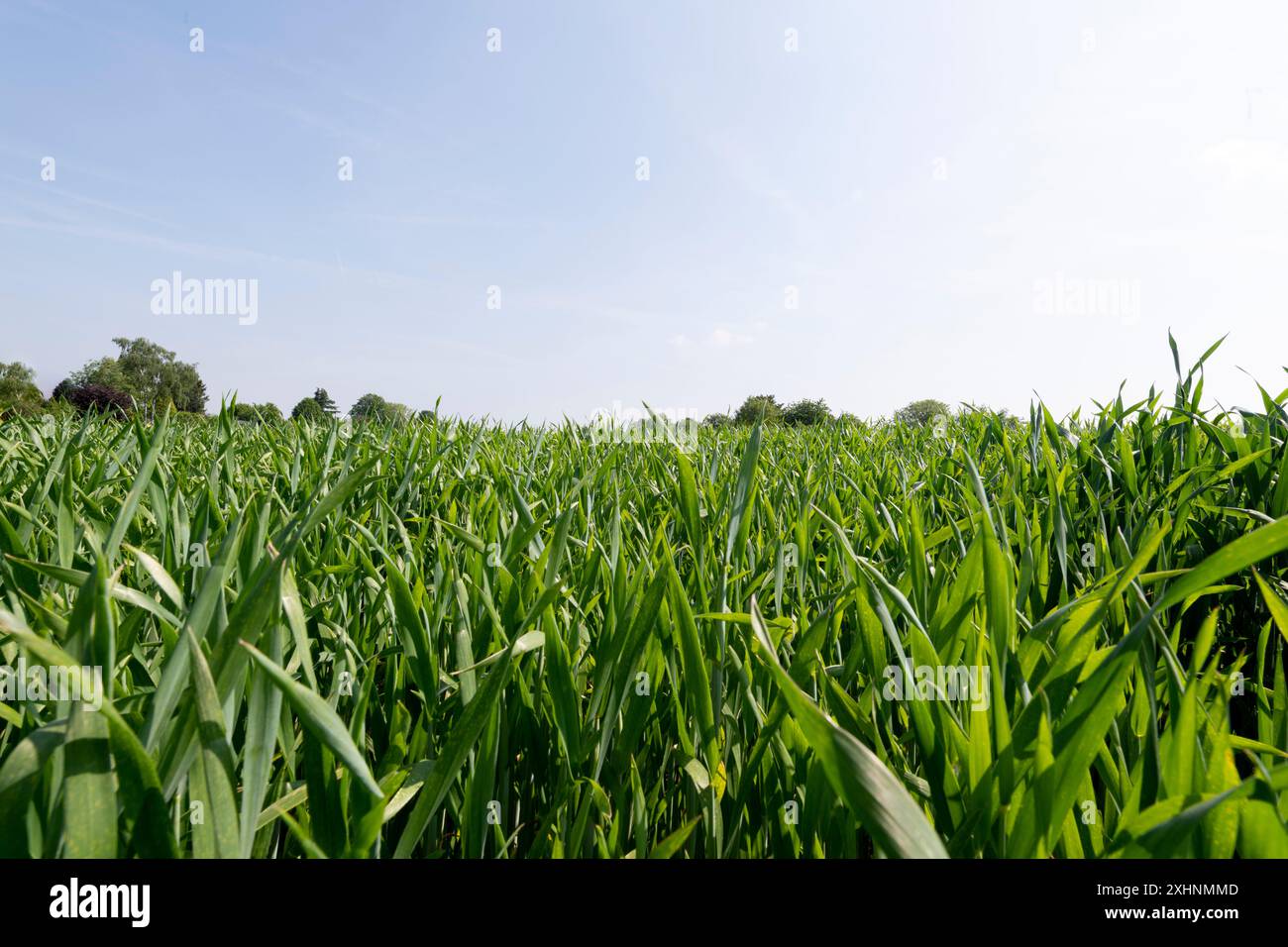 Endless expanse of lush green under the clear blue sky Stock Photo - Alamy