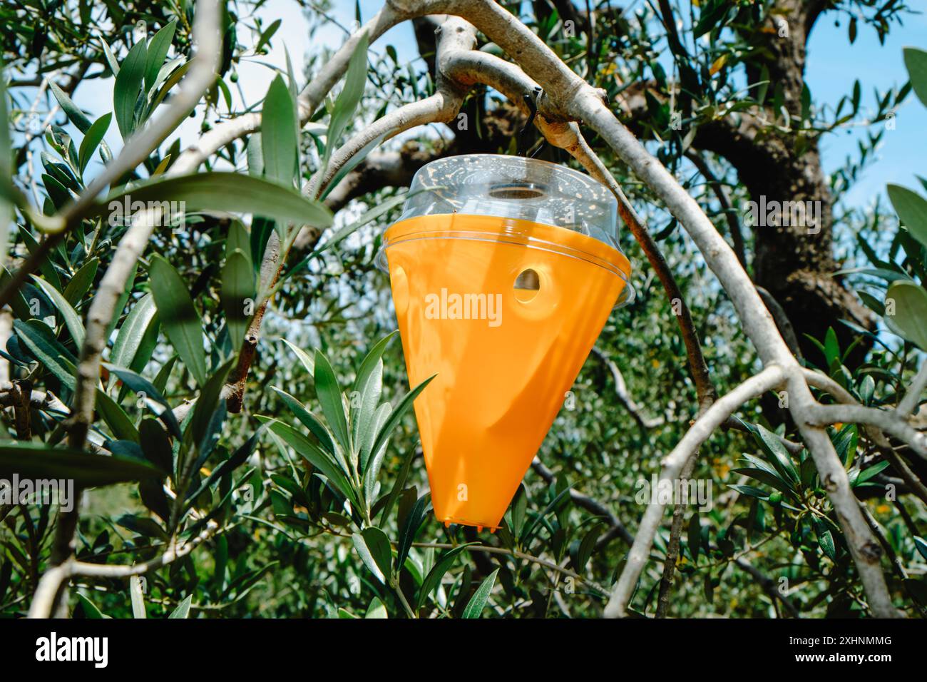closeup of a trap for Bactrocera oleae flies, whose larvae feed on the ...