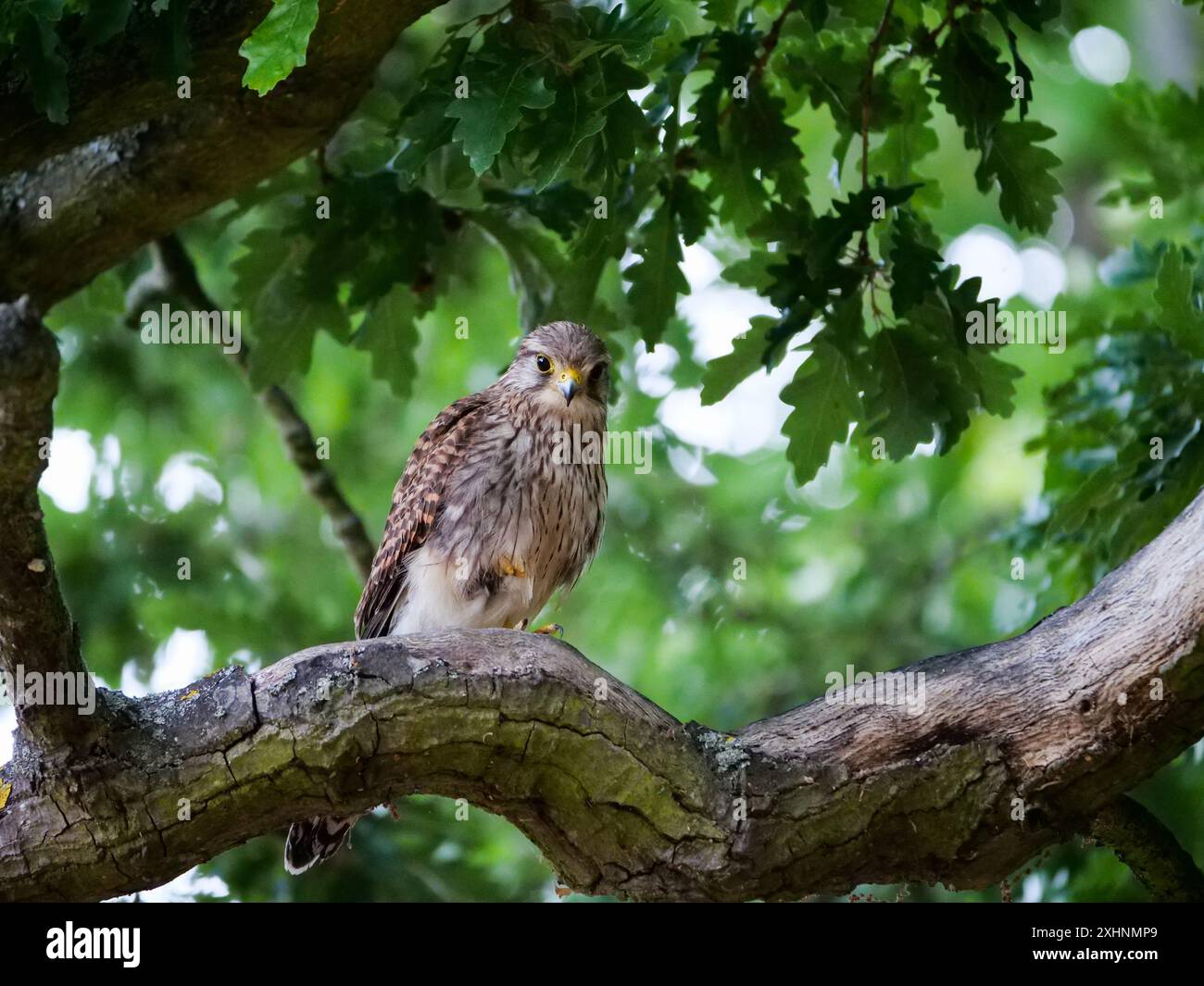 Common Kestrel in Bushy Park, England Stock Photo - Alamy
