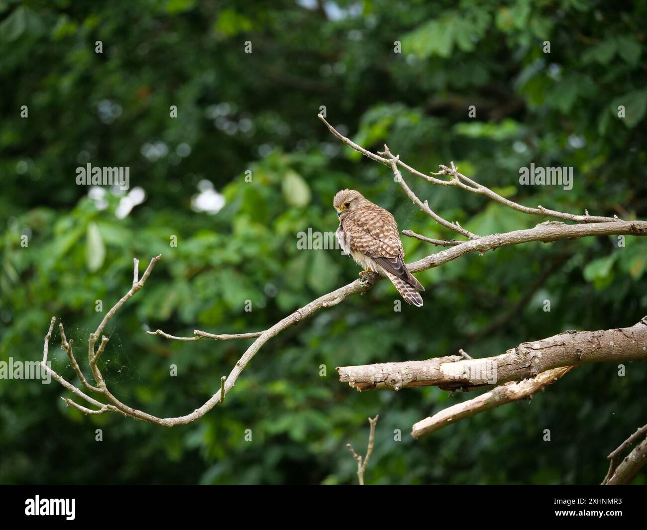 Common Kestrel in Bushy Park, England Stock Photo - Alamy