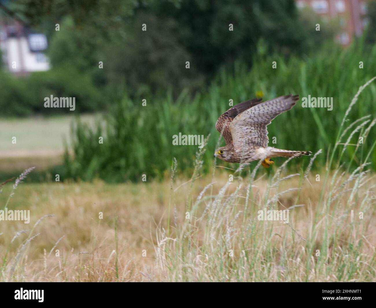 Common Kestrel in Bushy Park, England Stock Photo - Alamy