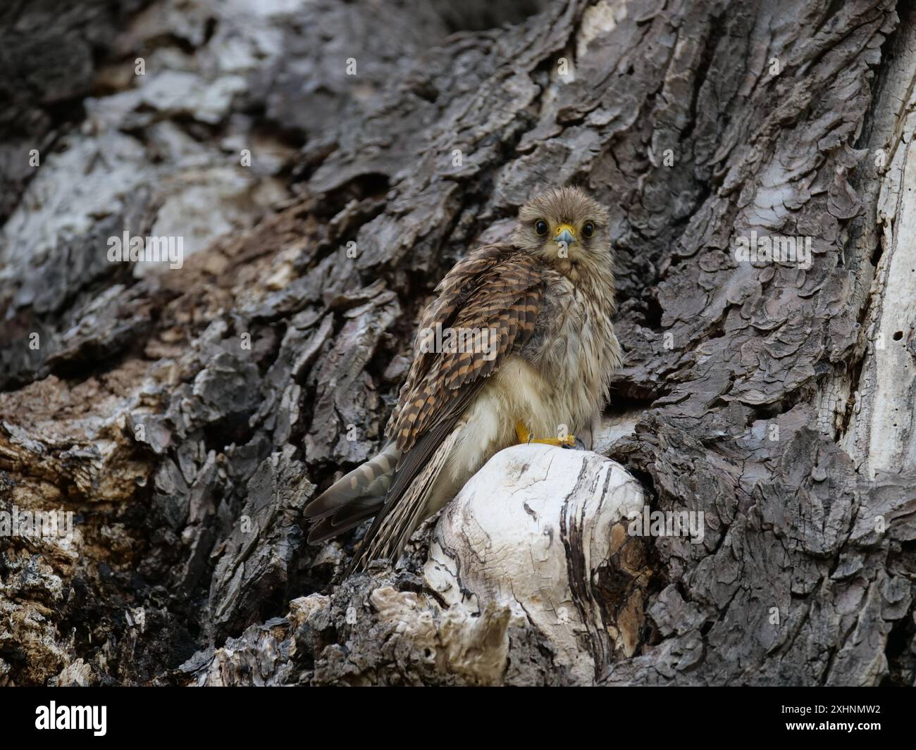Common Kestrel in Bushy Park, England Stock Photo - Alamy