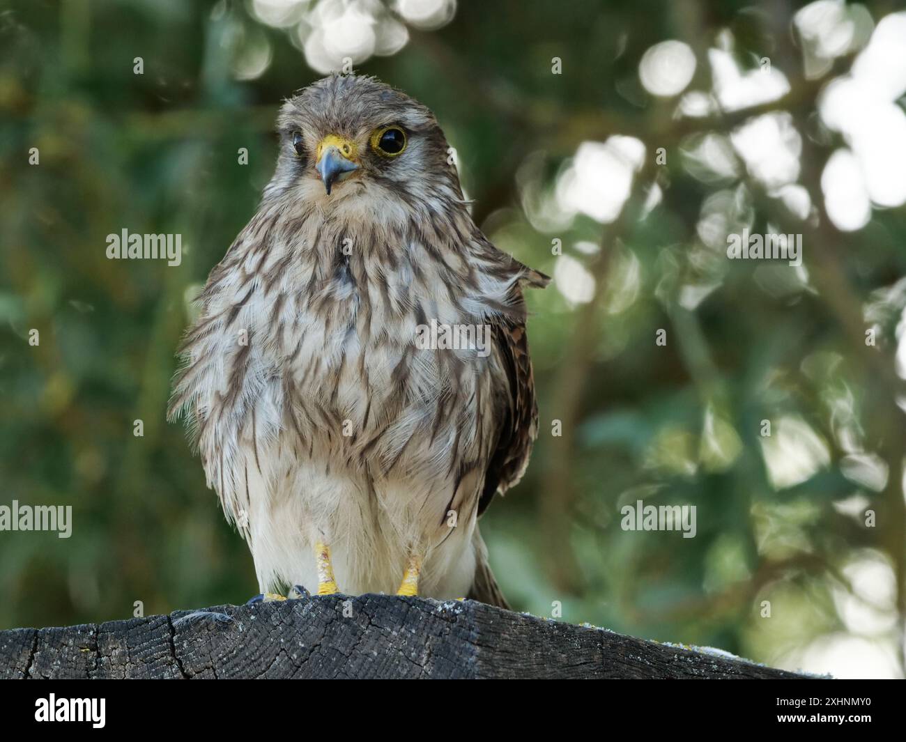 Common Kestrel in Bushy Park, England Stock Photo - Alamy