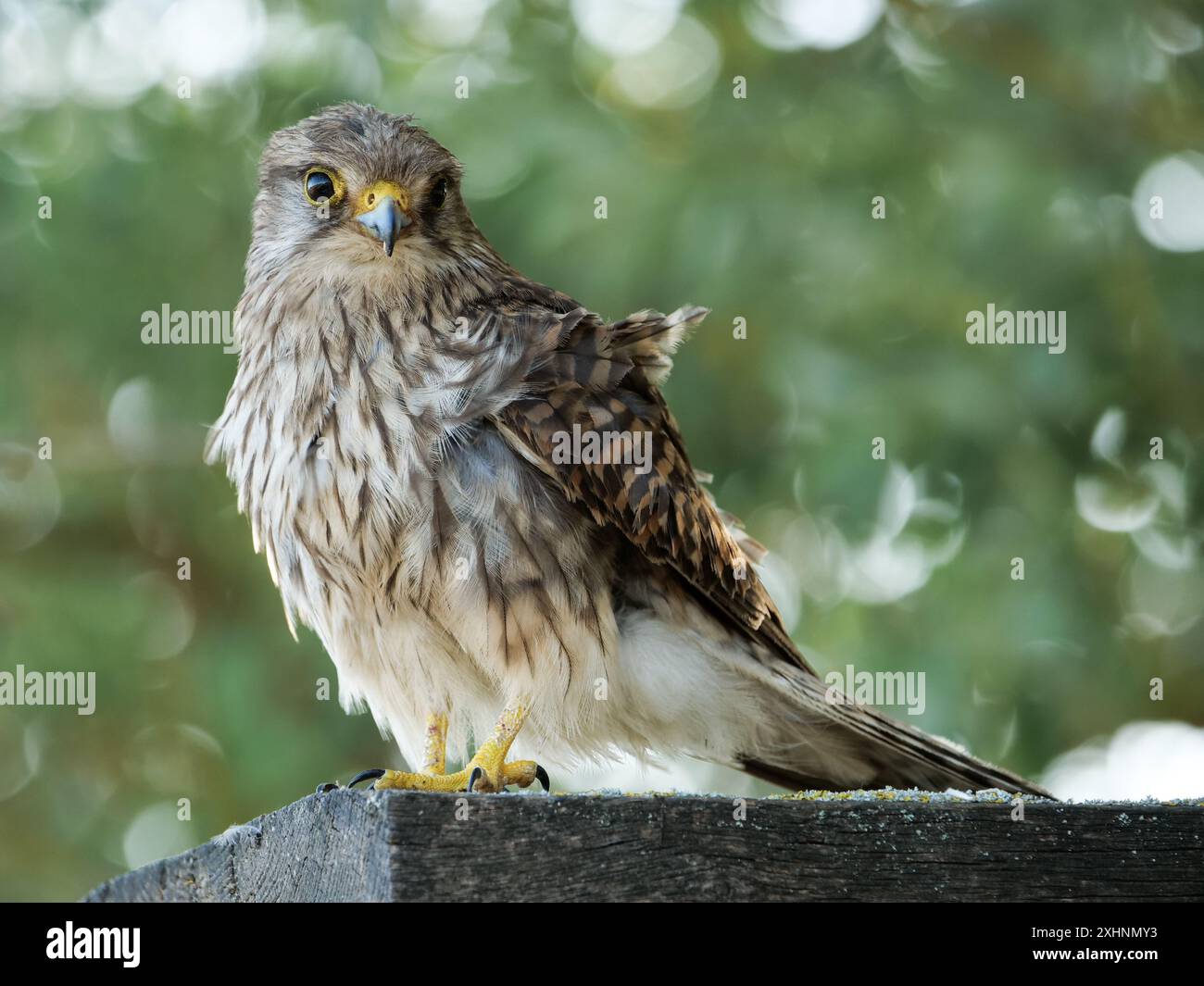 Common Kestrel in Bushy Park, England Stock Photo - Alamy