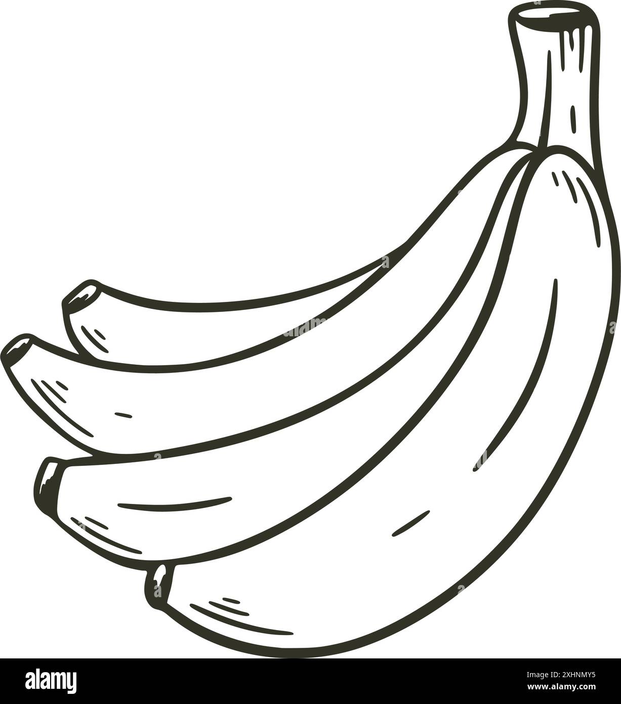 Raw bananas bunch on Stock Vector Images - Alamy