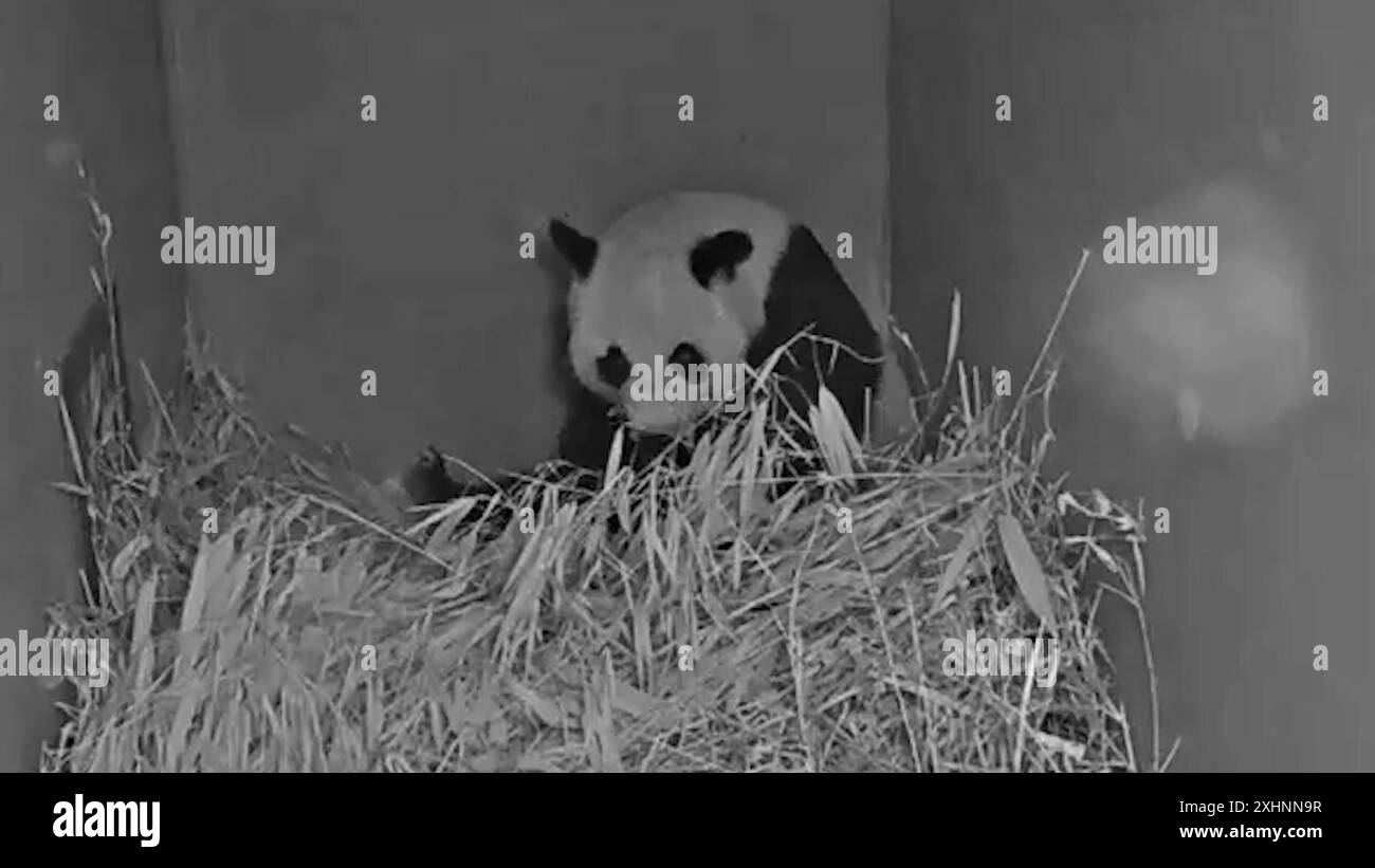 Panda mother cub Black and White Stock Photos & Images - Alamy