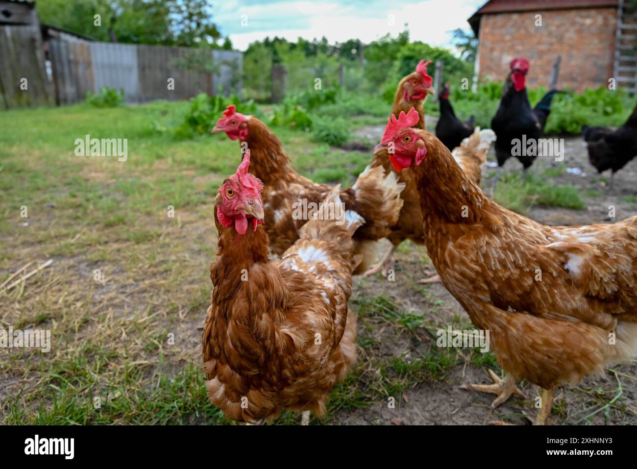 domestic hens and roosters walk through the village courtyard against ...