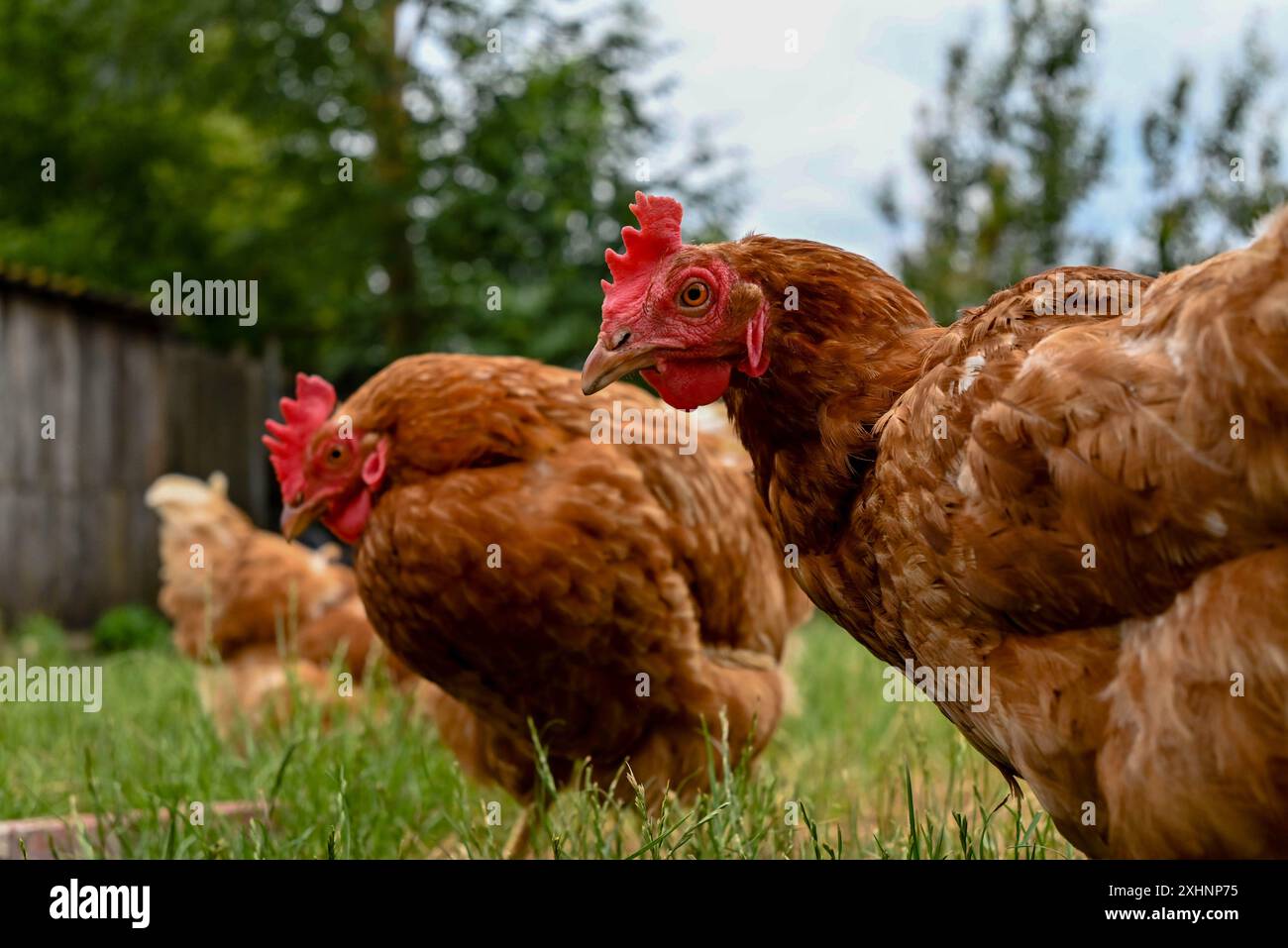 2 large rustic red hens walk around the yard and look at the camera ...