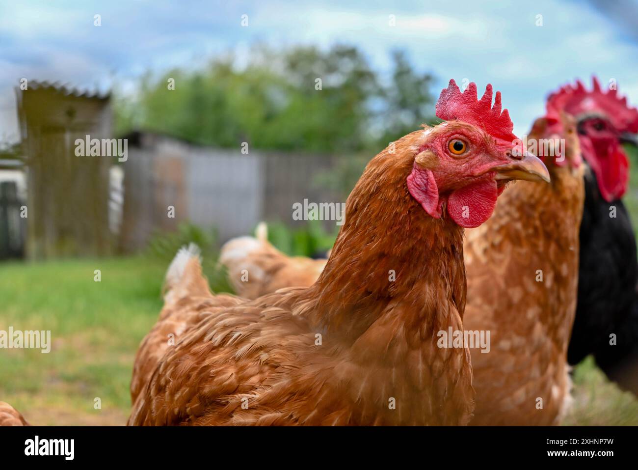 Rooster hens stand on grass hi-res stock photography and images - Alamy