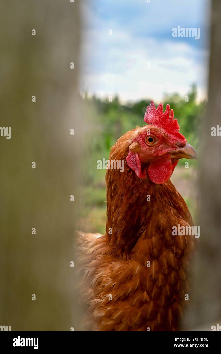 photo of a small red hen walking around a village yard and peeking with ...