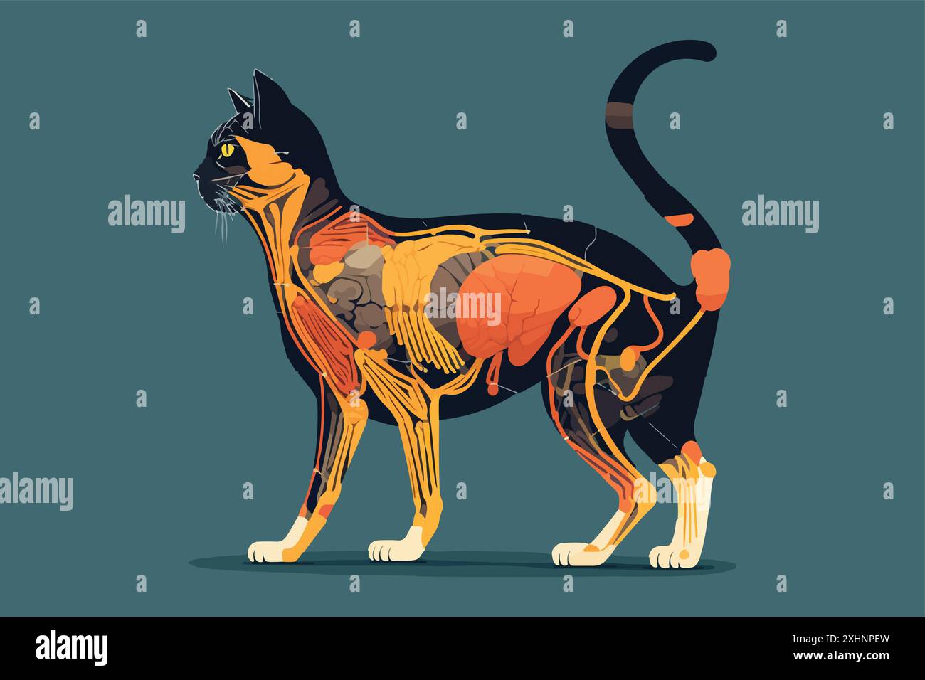 Cat Anatomy vector illustration Stock Vector Image & Art - Alamy