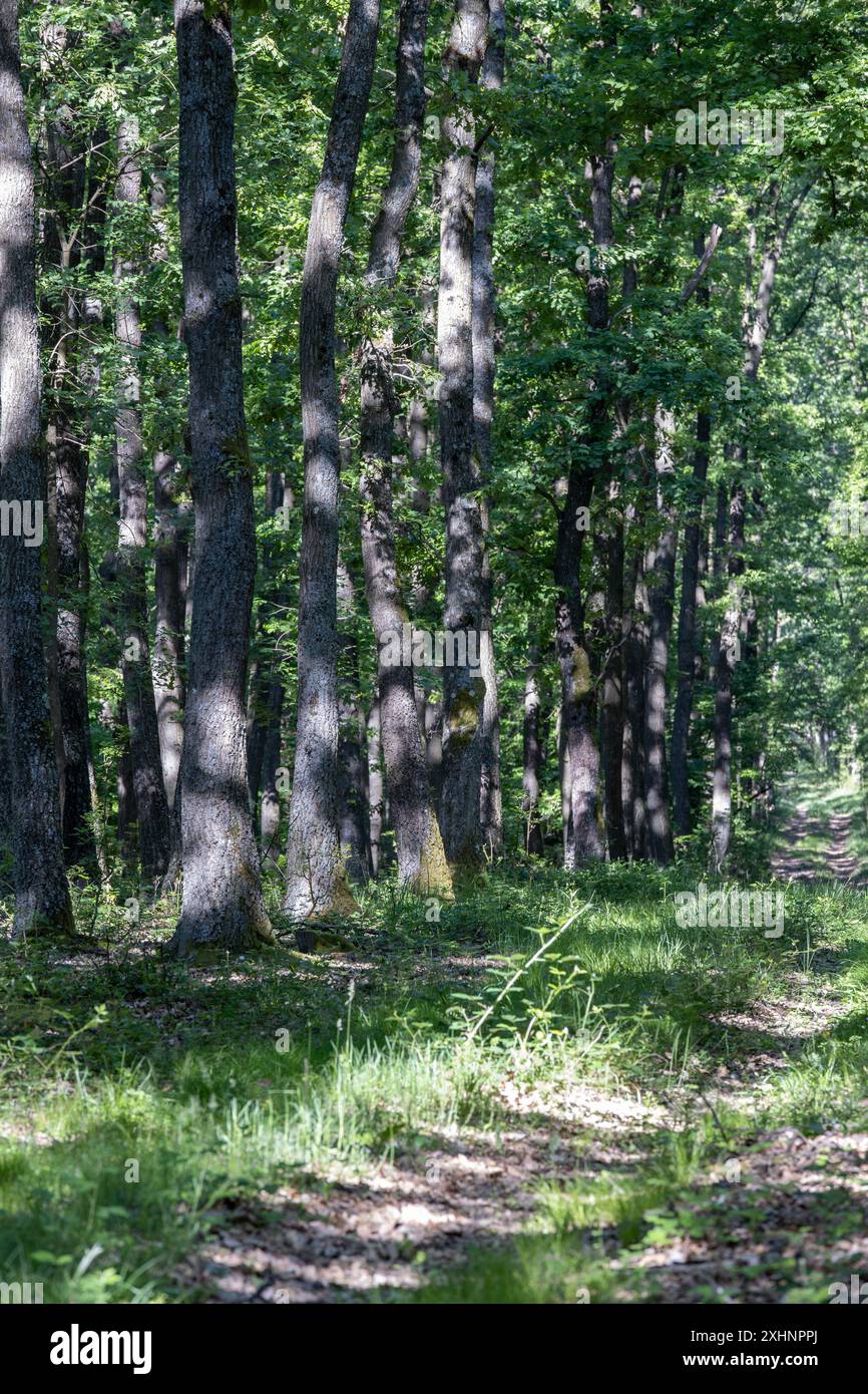 Springtime in a sessile oak (Quercus petraea) forest in Hungary Stock ...