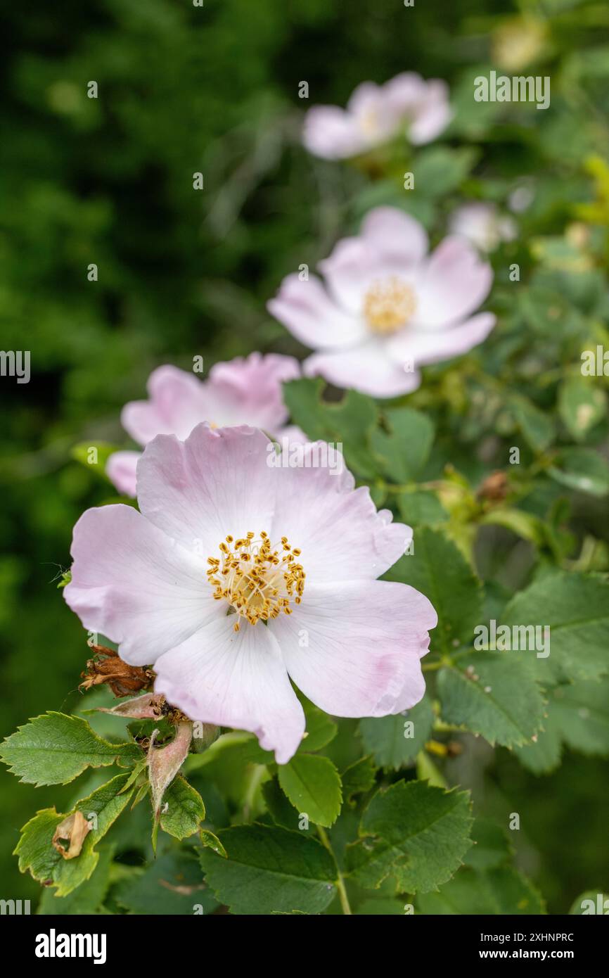 Beautiful blooming wild rose bush (dog rose, Rosa canina Stock Photo ...