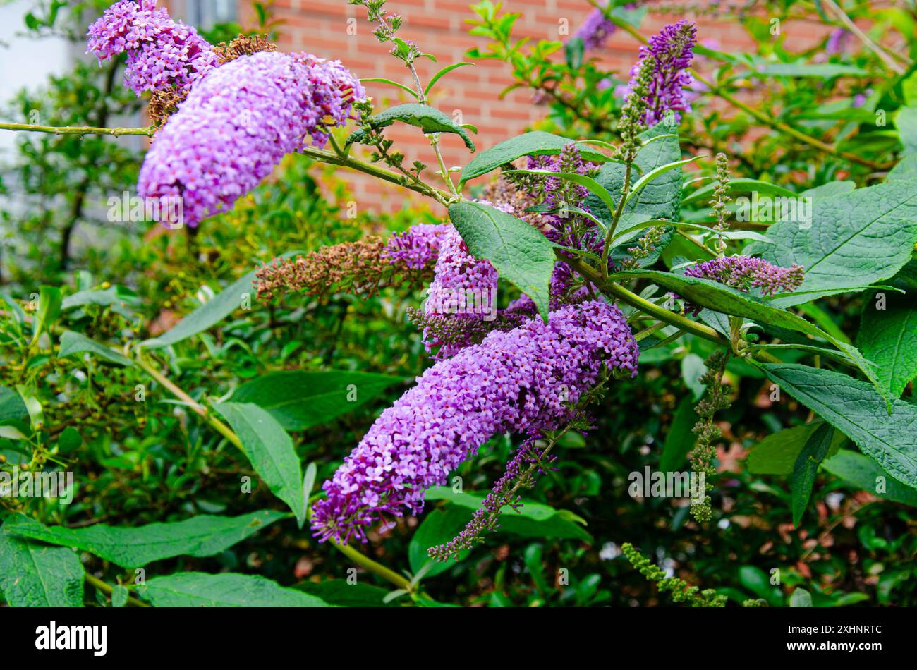 Buddleia bush flowers hi-res stock photography and images - Alamy