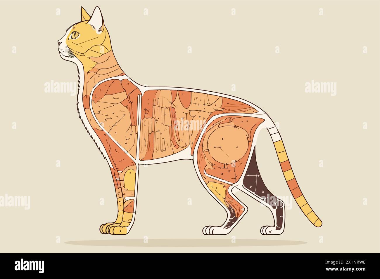Basic cat anatomy hi-res stock photography and images - Alamy