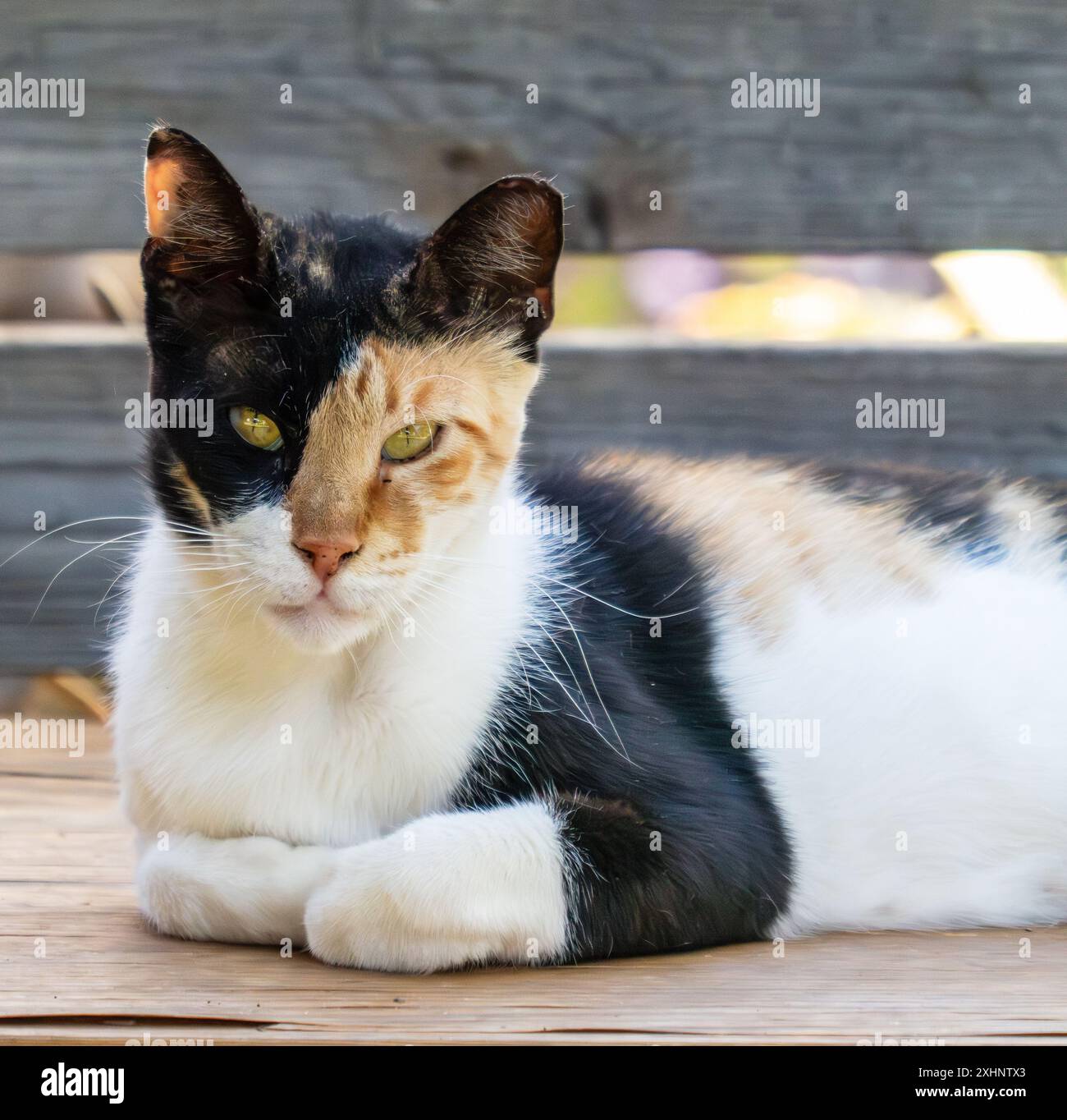 Black brindled hi-res stock photography and images - Alamy