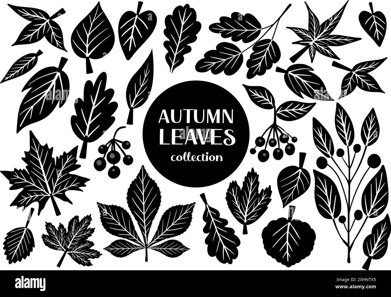 Set of linocut black autumn leaves and berries. Isolated on white ...