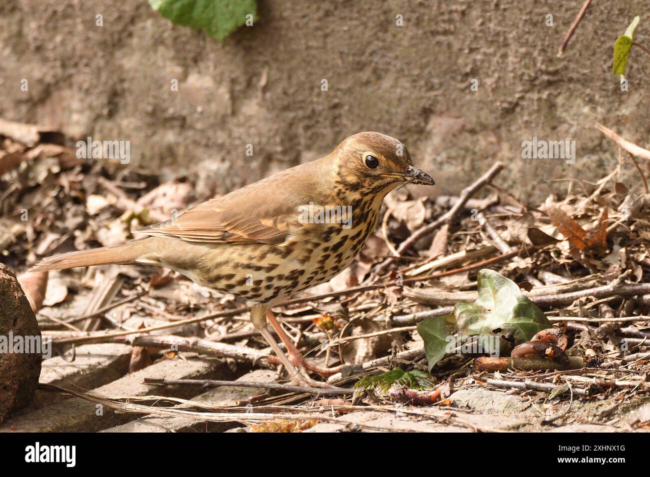 Song Thrush foraging in leaf litter on the edge of a car park at ...
