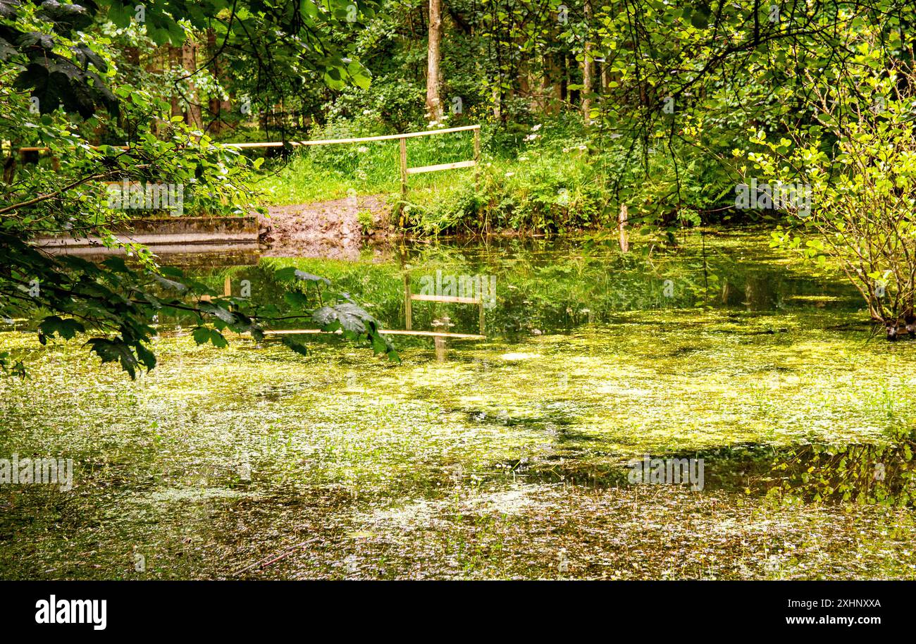 Dundee Templeton Woods in Scotland has winding nature trails through ...
