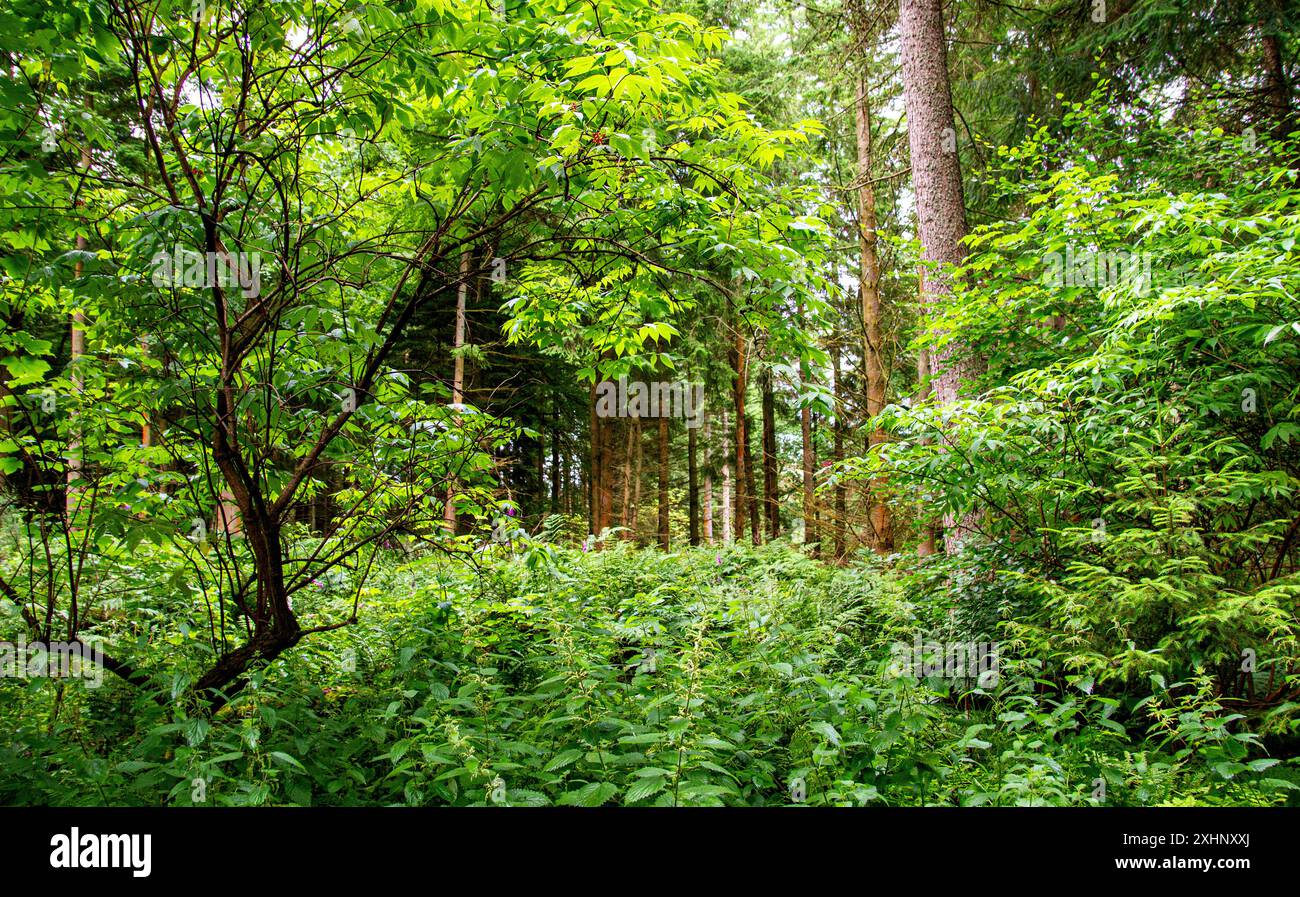 Dundee Templeton Woods in Scotland has winding nature trails through ...
