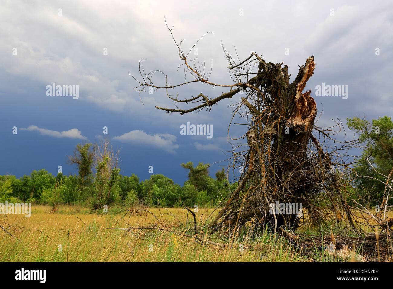 Tree in field pasture dead hi-res stock photography and images - Alamy