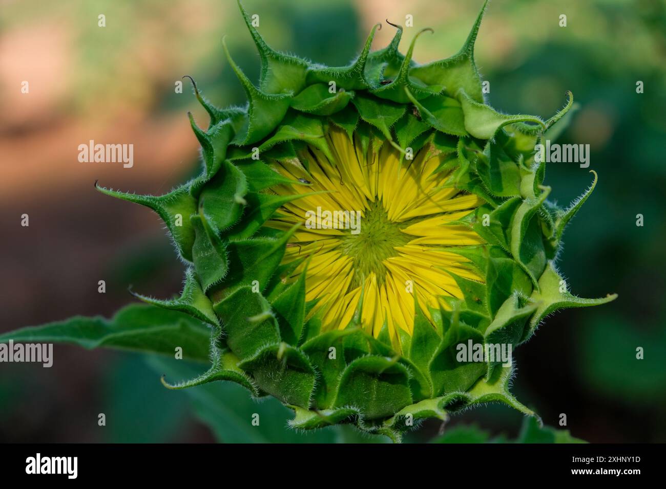 Opening sunflower bud hi-res stock photography and images - Alamy