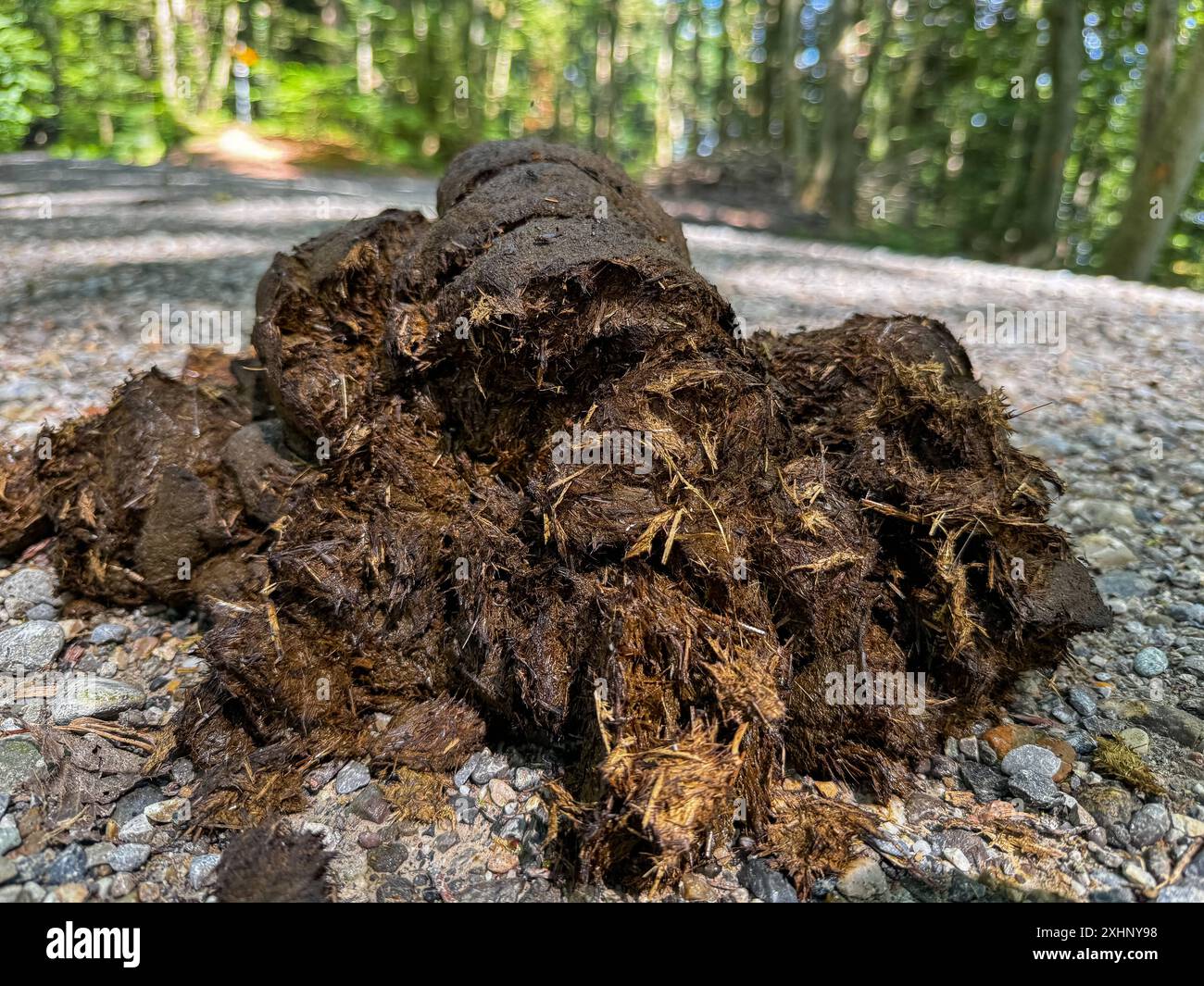 Animal droppings identification hi-res stock photography and images - Alamy