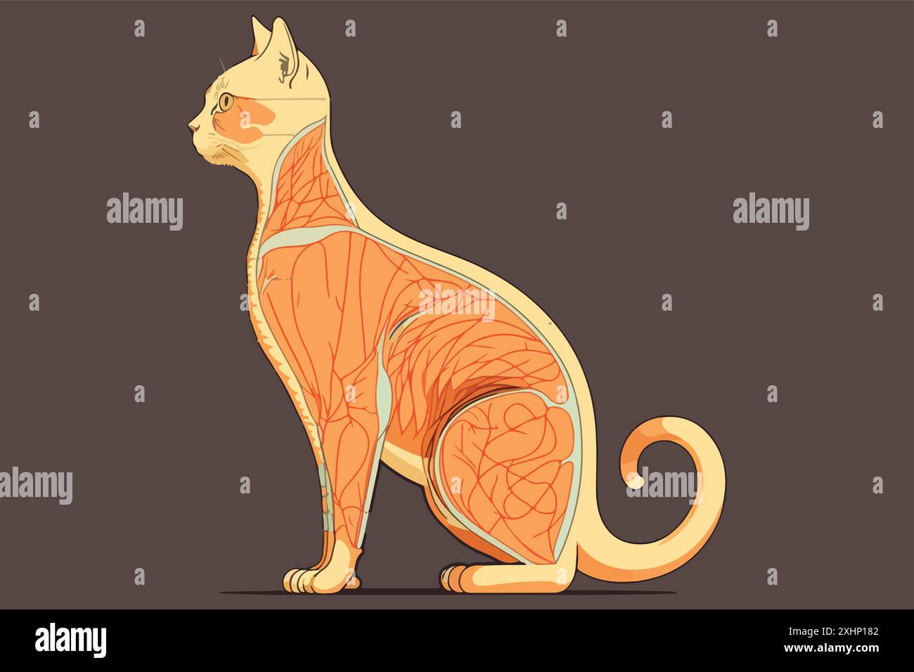 Cat Anatomy vector illustration Stock Vector Image & Art - Alamy