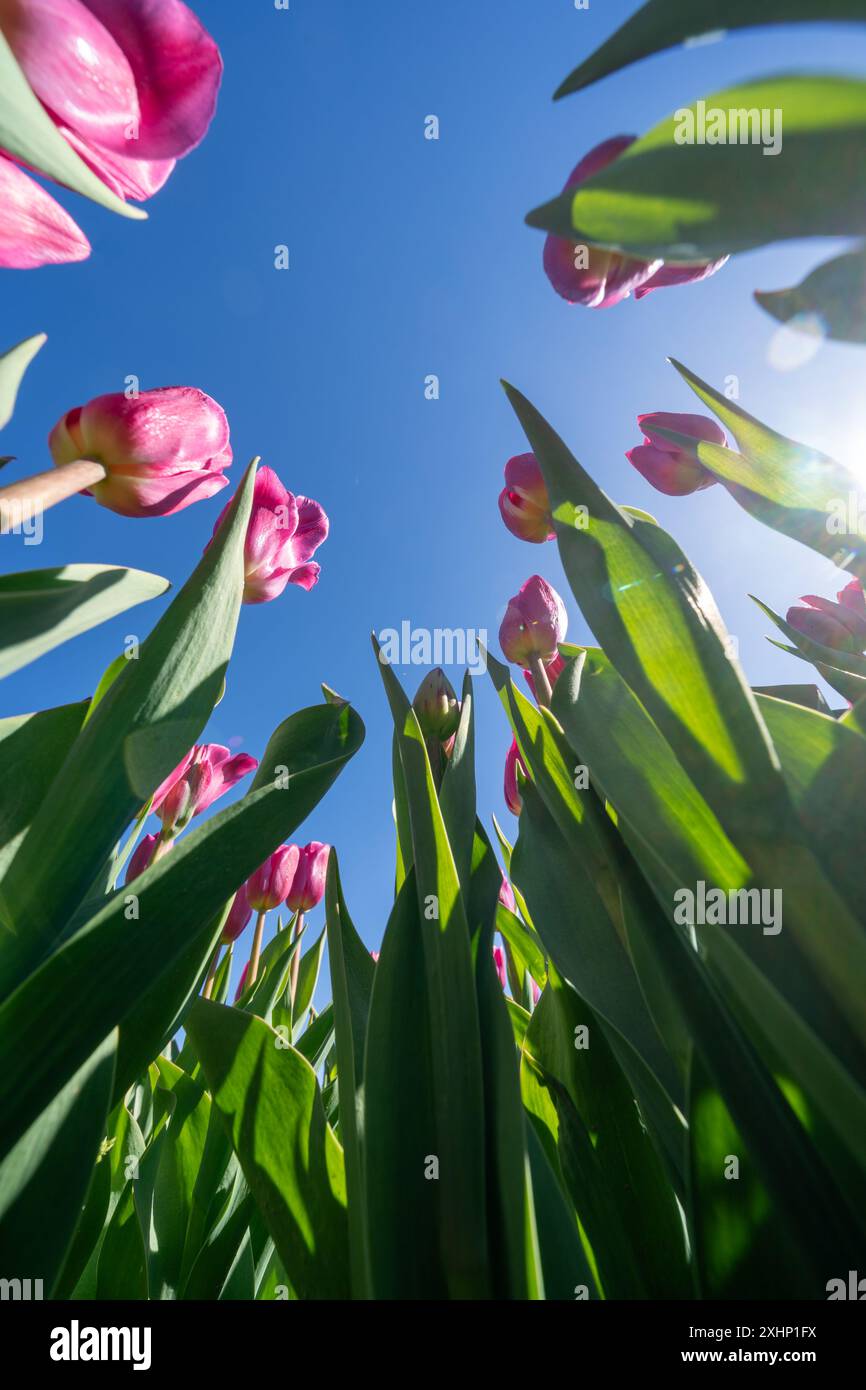 Pink tulips wide angle hi-res stock photography and images - Alamy