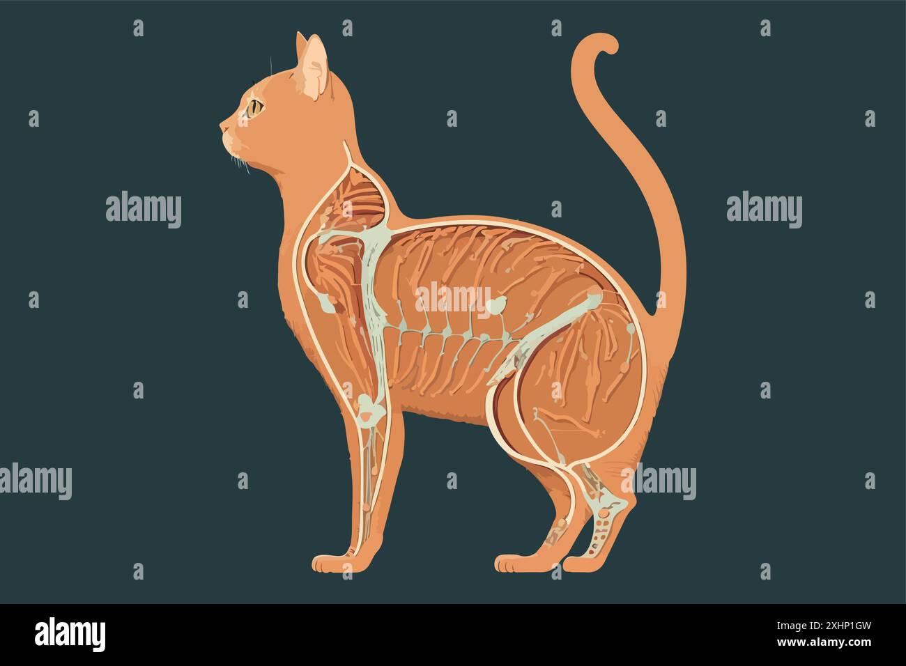 Cat Anatomy vector illustration Stock Vector Image & Art - Alamy