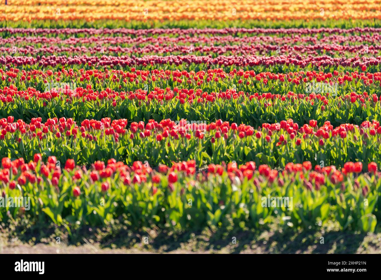 Virginia garden festival hi-res stock photography and images - Alamy
