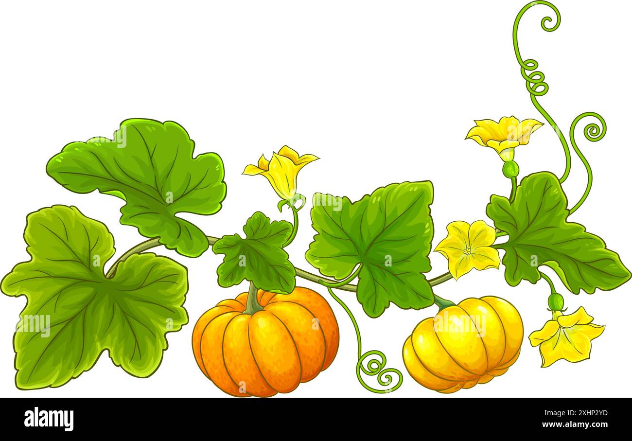 Pumpkin Plant Colored Detailed Illustration Stock Vector Image & Art ...